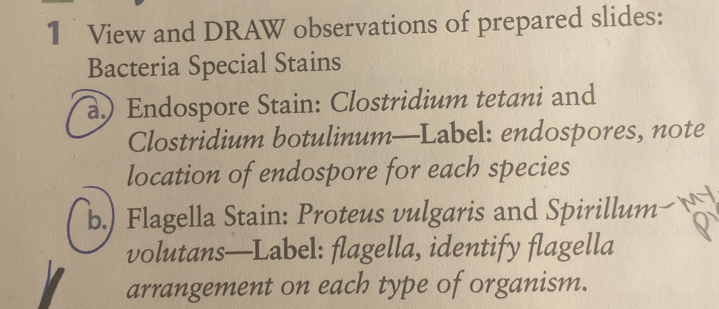 Solved 1 ﻿View and DRAW observations of prepared slides: | Chegg.com