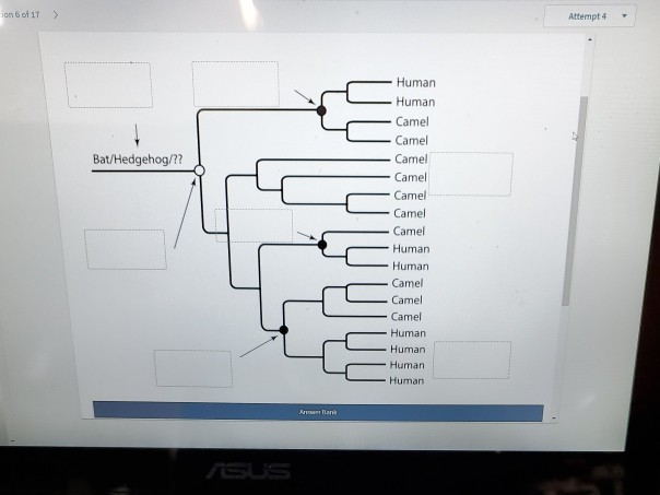 Solved Question of 11 Attempt 4 Middle Eastern Respiratory | Chegg.com