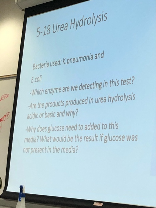 Solved 5-18 Urea Hydrolysis Bacteria used: K.pneumonia and | Chegg.com