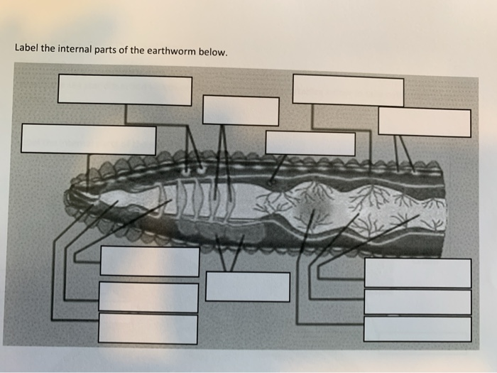 Solved Label the internal parts of the earthworm below. | Chegg.com