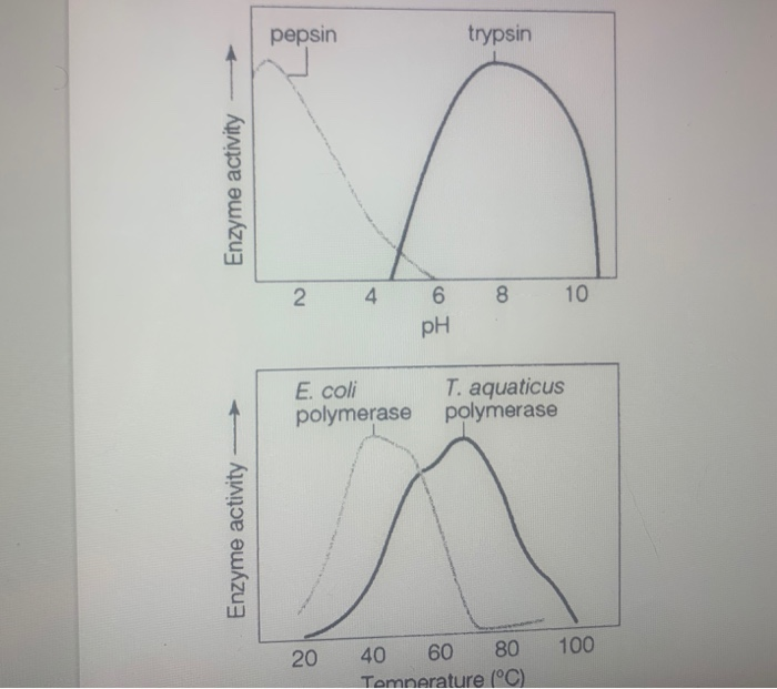 Solved pepsin trypsin Enzyme activity 2 4 8 10 6 pH E. coli | Chegg.com
