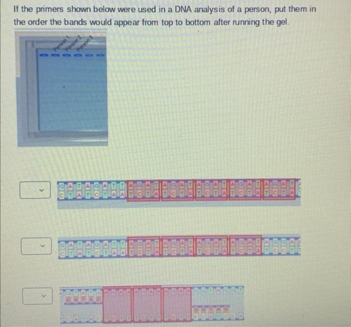 Solved If the primers shown below were used in a DNA | Chegg.com