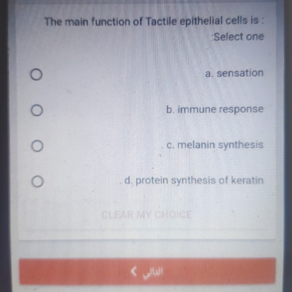 Solved The main function of Tactile epithelial cells is: | Chegg.com