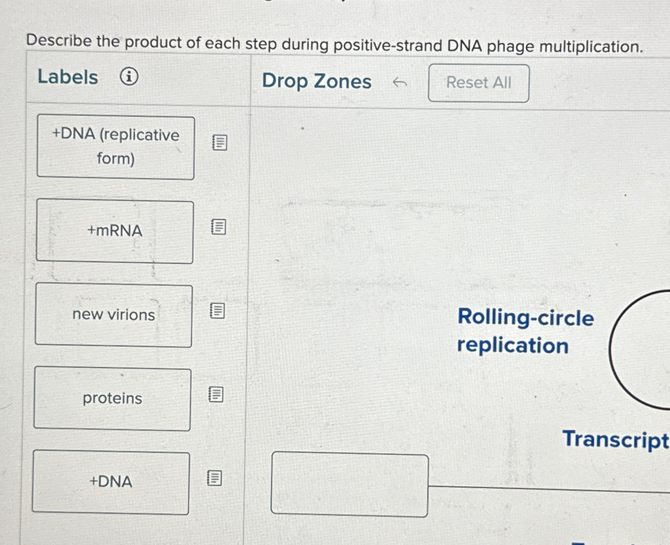 Solved Describe the product of each step during | Chegg.com