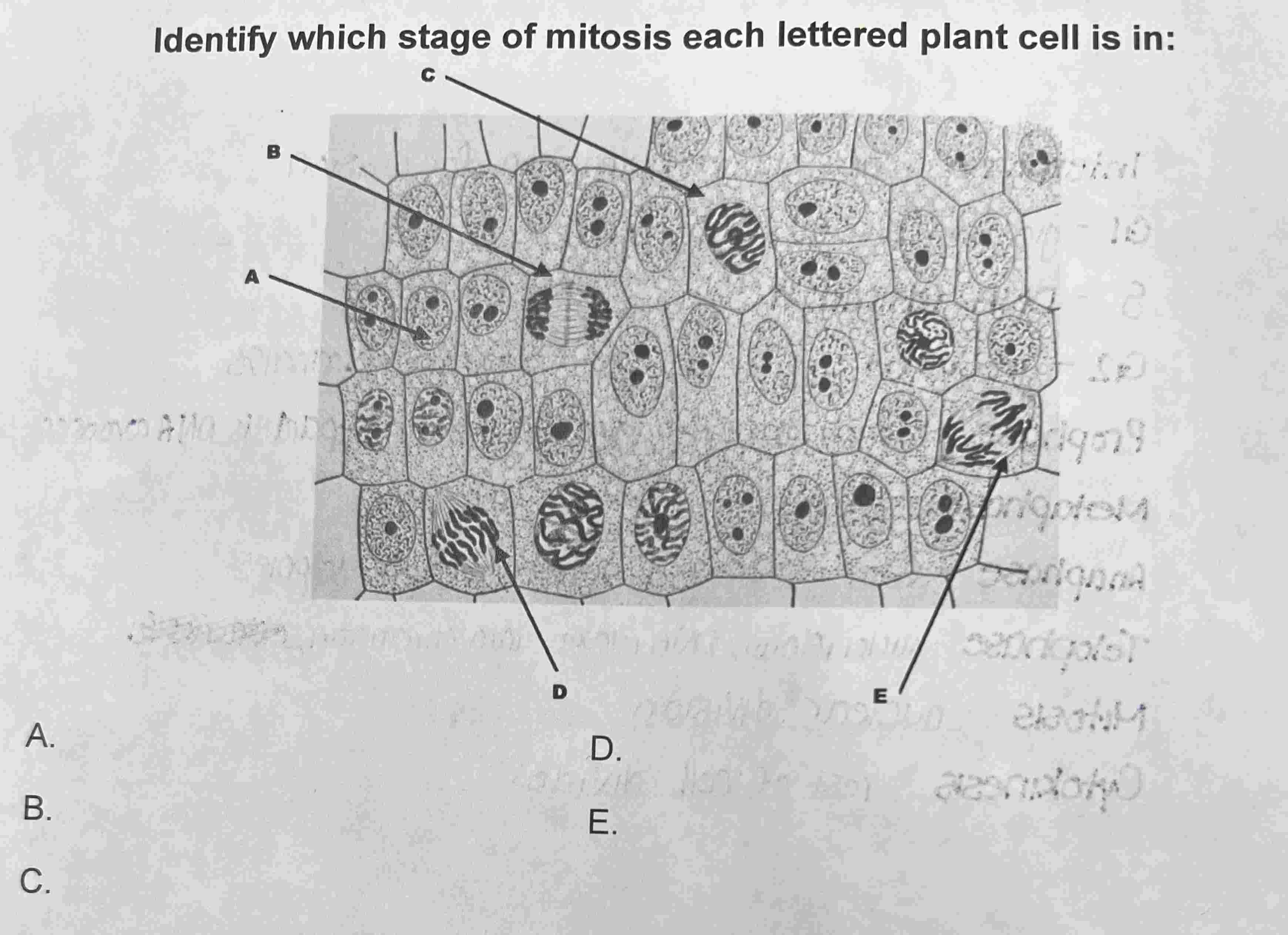 Solved Identify which stage of mitosis each lettered plant | Chegg.com