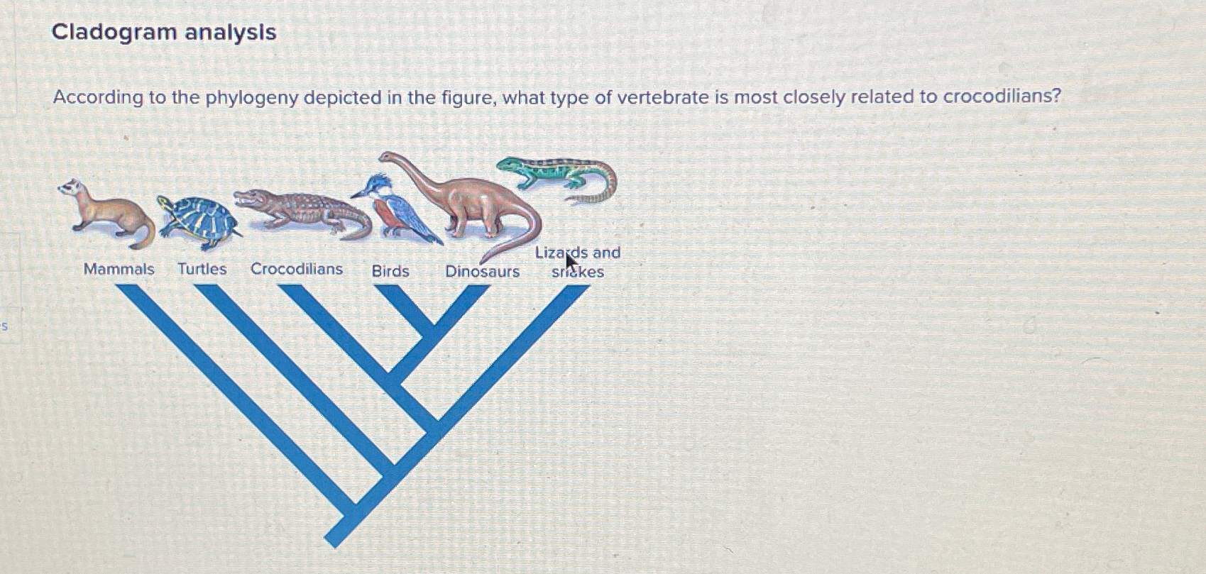 Solved Cladogram analysisAccording to the phylogeny depicted | Chegg.com