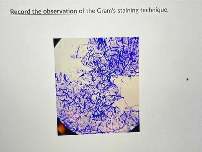 Solved Record the observation of the Gram's staining | Chegg.com