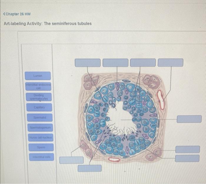 Solved Art-labeling Activity: The seminiferous tubules | Chegg.com