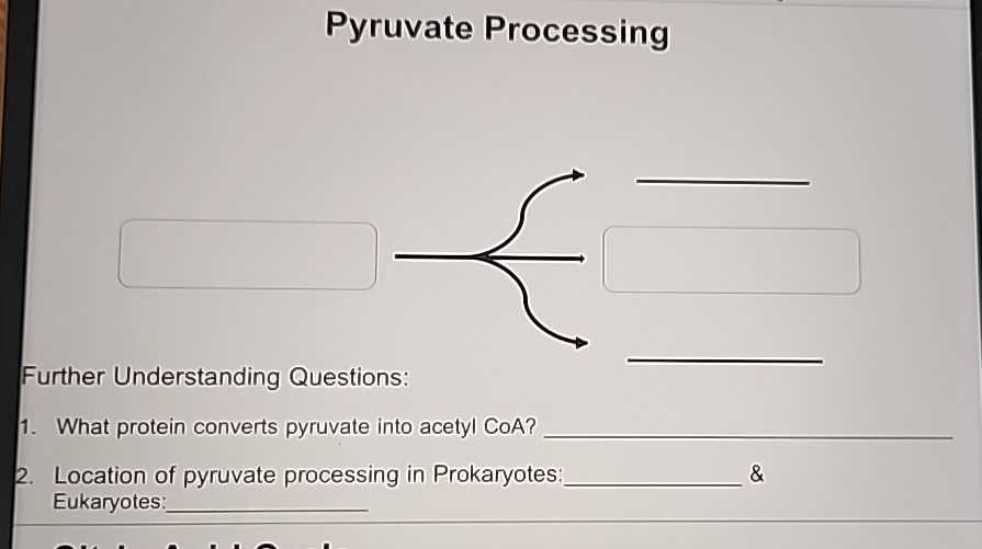 Solved Pyruvate ProcessingFurther Understanding | Chegg.com
