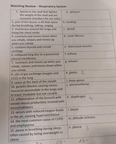 Solved Matching Review - ﻿Respiratory | Chegg.com
