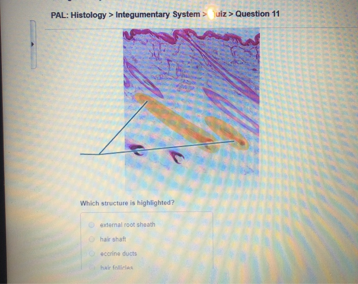Solved 9 PAL: Histology > Integumentary System > SS M Which | Chegg.com