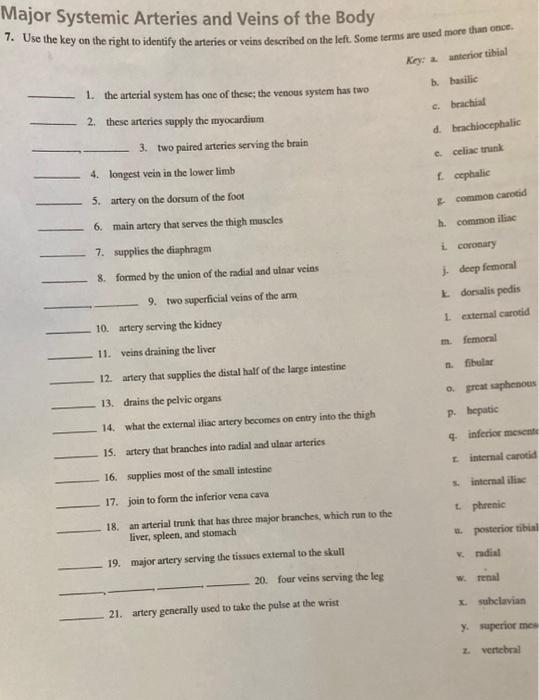 Solved Major Systemic Arteries and Veins of the Body 7. Use | Chegg.com