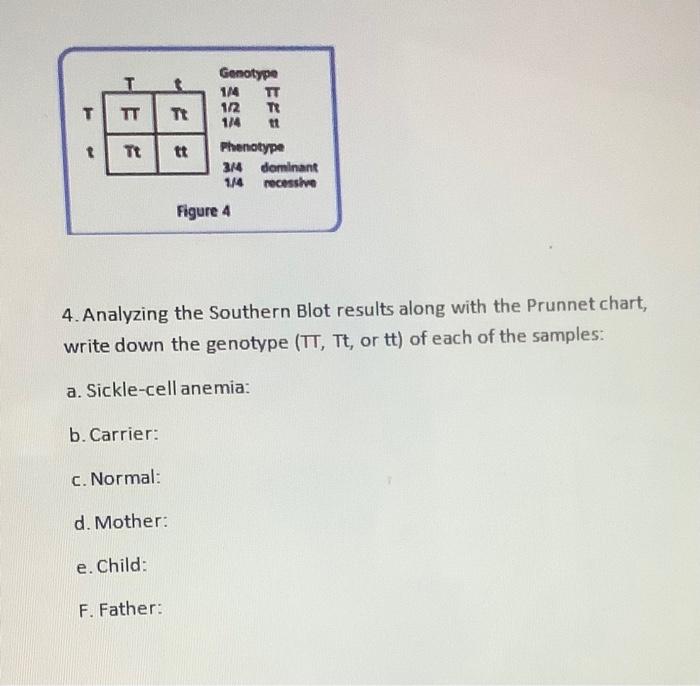 Solved Genotype TT 114 122 т TT t Tt Tt TE tt tt Phenotype | Chegg.com