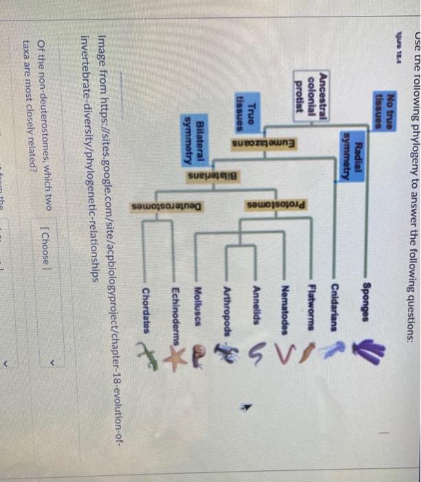 Solved Use the following phylogeny to answer the following | Chegg.com