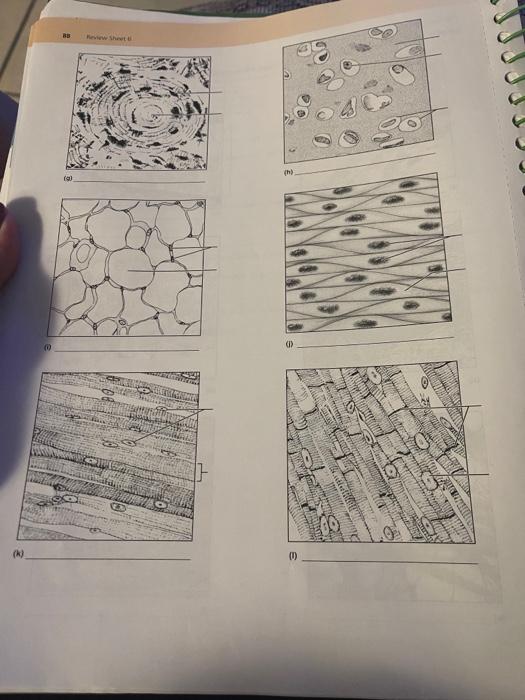 Solved REVIEW SHEET EXERCISE Classification of Tissues 6. | Chegg.com