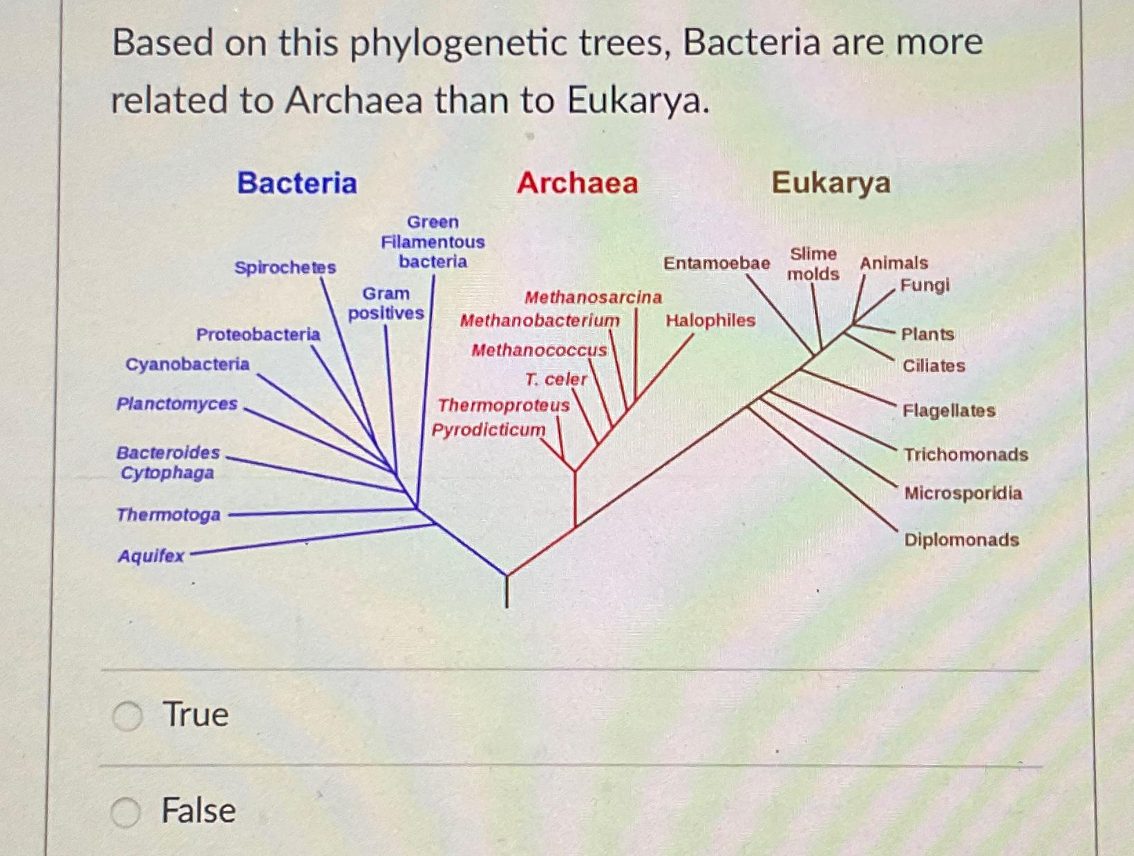 Solved Based on this phylogenetic trees, Bacteria are more | Chegg.com