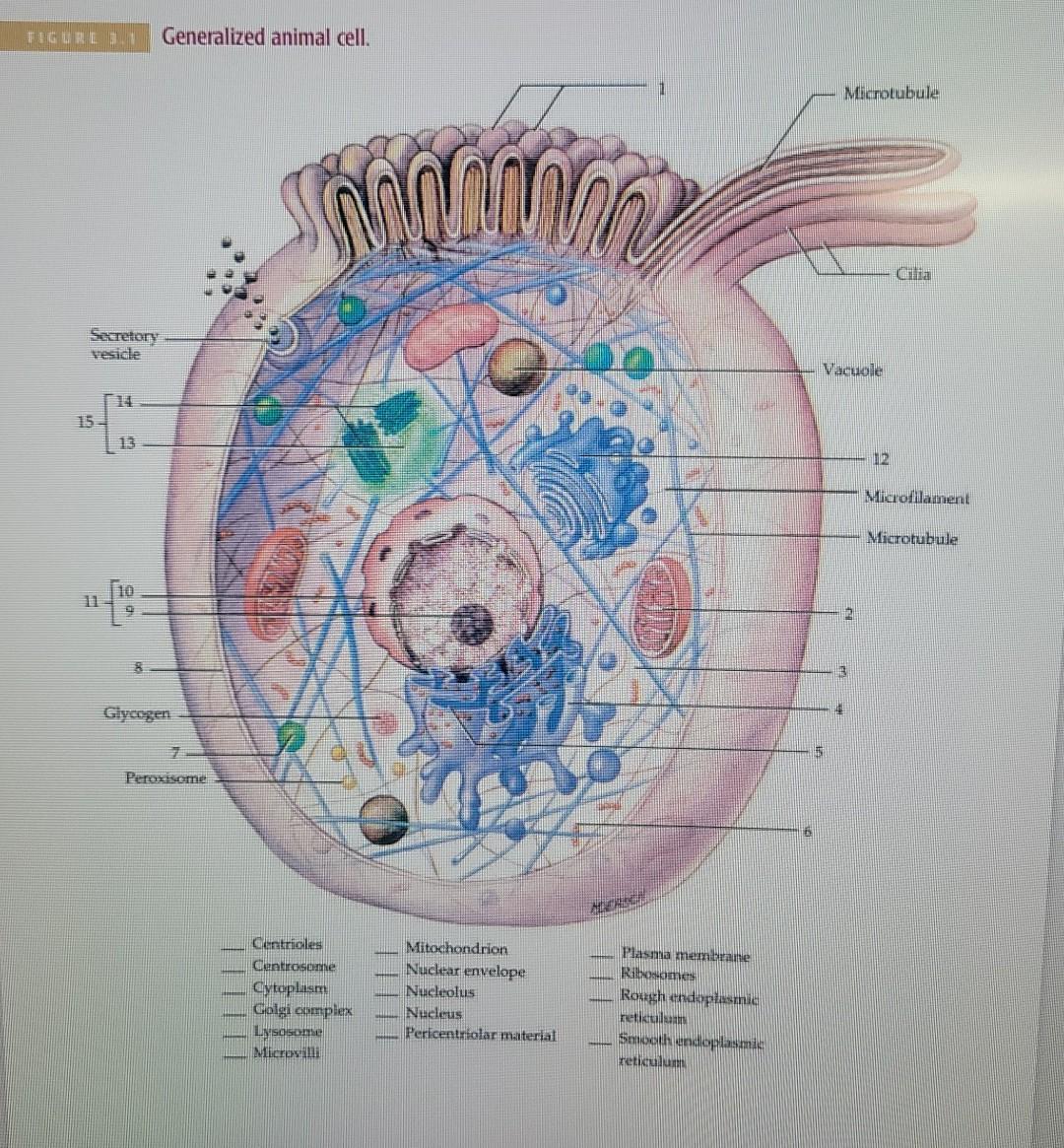 Solved TIGUEL Generalized animal cell. Microtubule Cilia | Chegg.com
