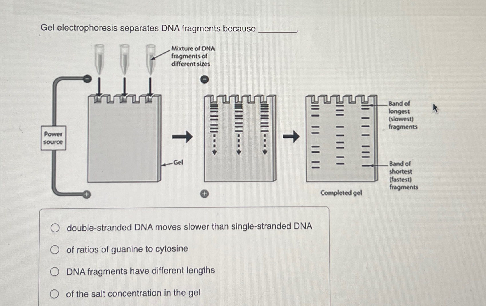 Solved Gel electrophoresis separates DNA fragments | Chegg.com