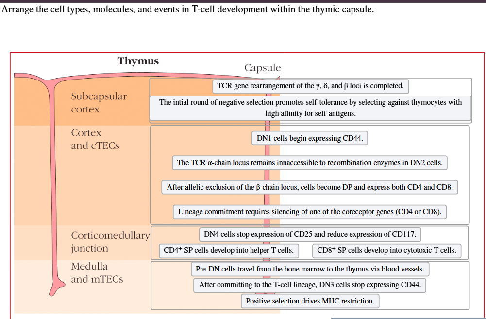Solved Arrange the cell types, molecules, and events in | Chegg.com