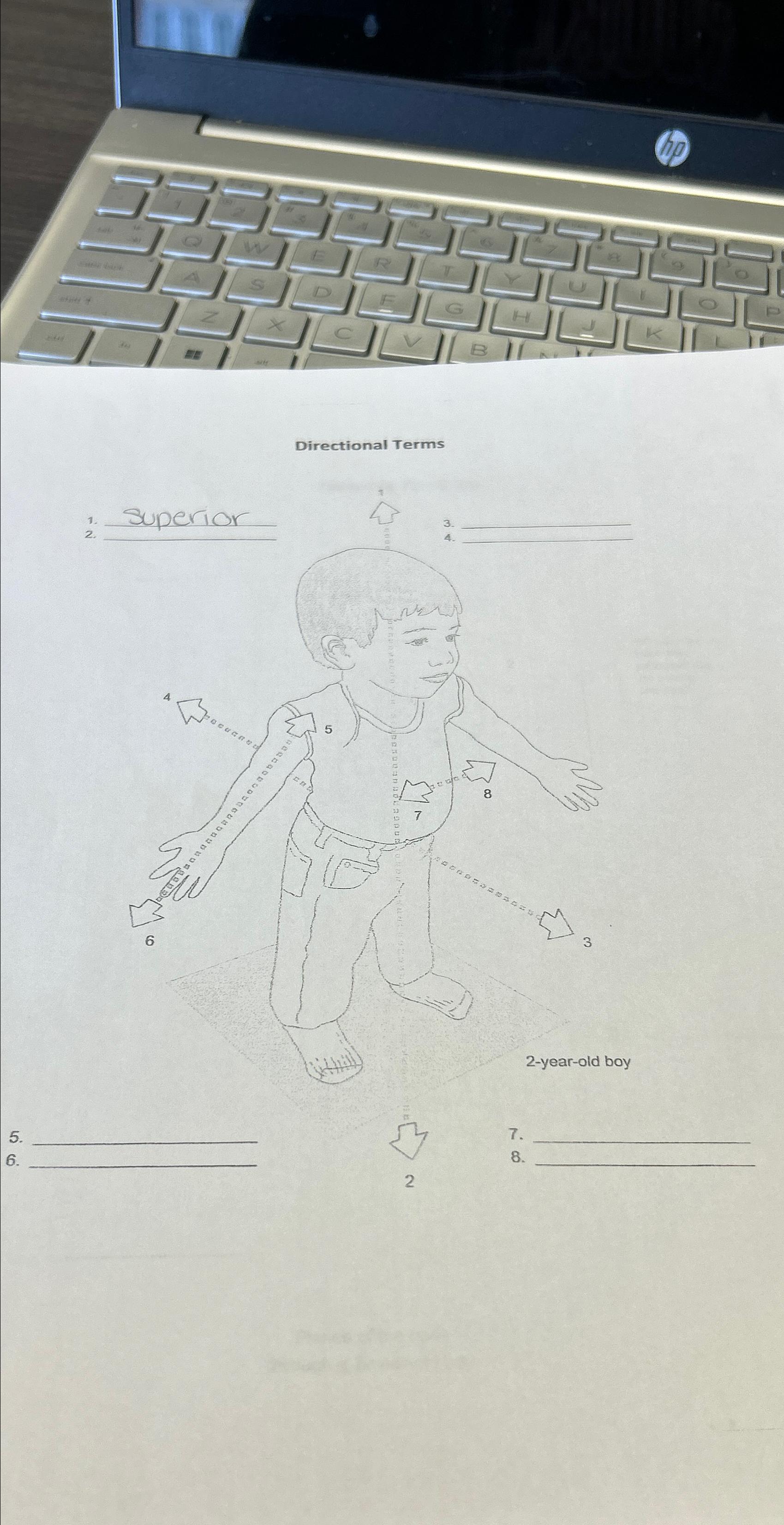Solved superiorDirectional Terms | Chegg.com
