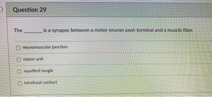 Solved Question 29 The is a synapse between a motor neuron | Chegg.com