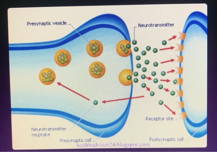 Solved Which part of the neuron is the post-synaptic neuron | Chegg.com