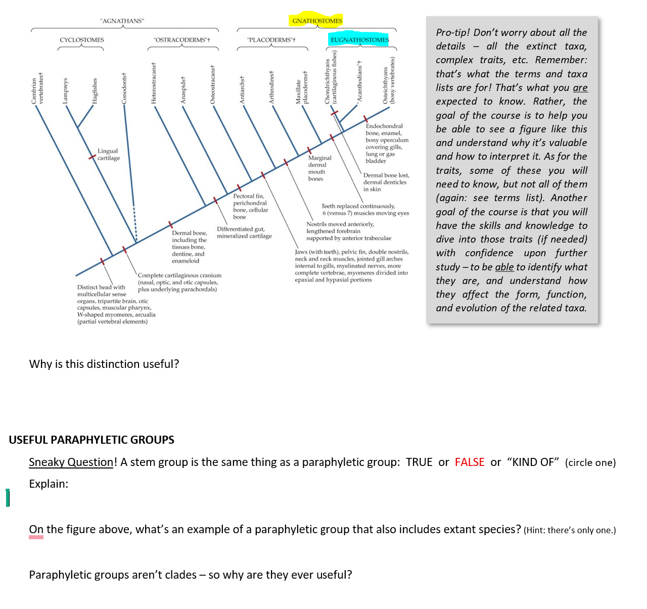 Solved USEFUL PARAPHYLETIC GROUPSSneaky Question! A stem | Chegg.com