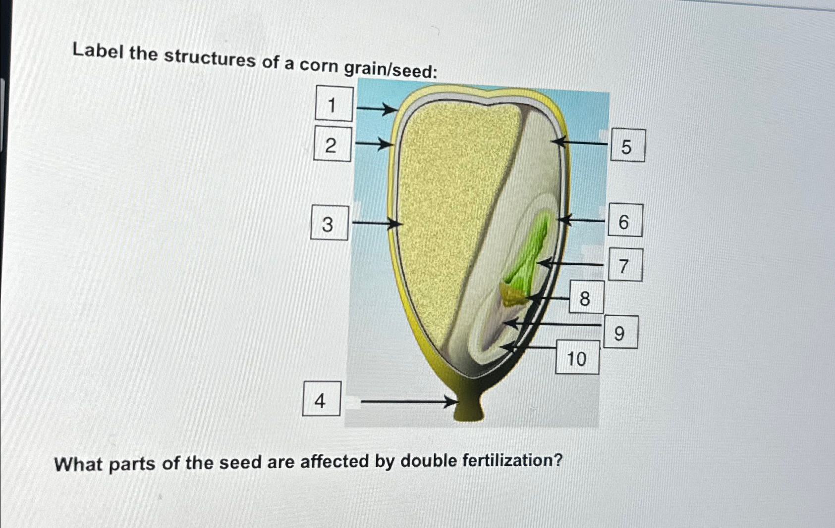 Solved Label the structures of a corn grain/seed:What parts | Chegg.com