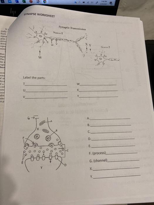 Solved 21 SYNAPSE WORKSHEET Et really Each repeat Synaptie | Chegg.com