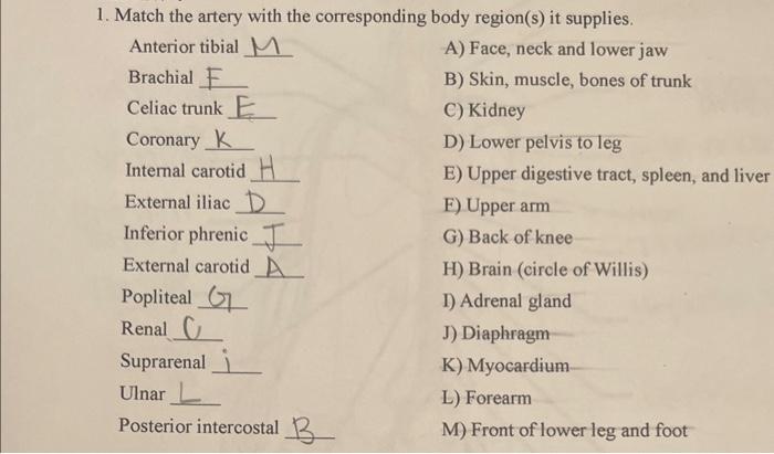 Solved 1. Match the artery with the corresponding body | Chegg.com