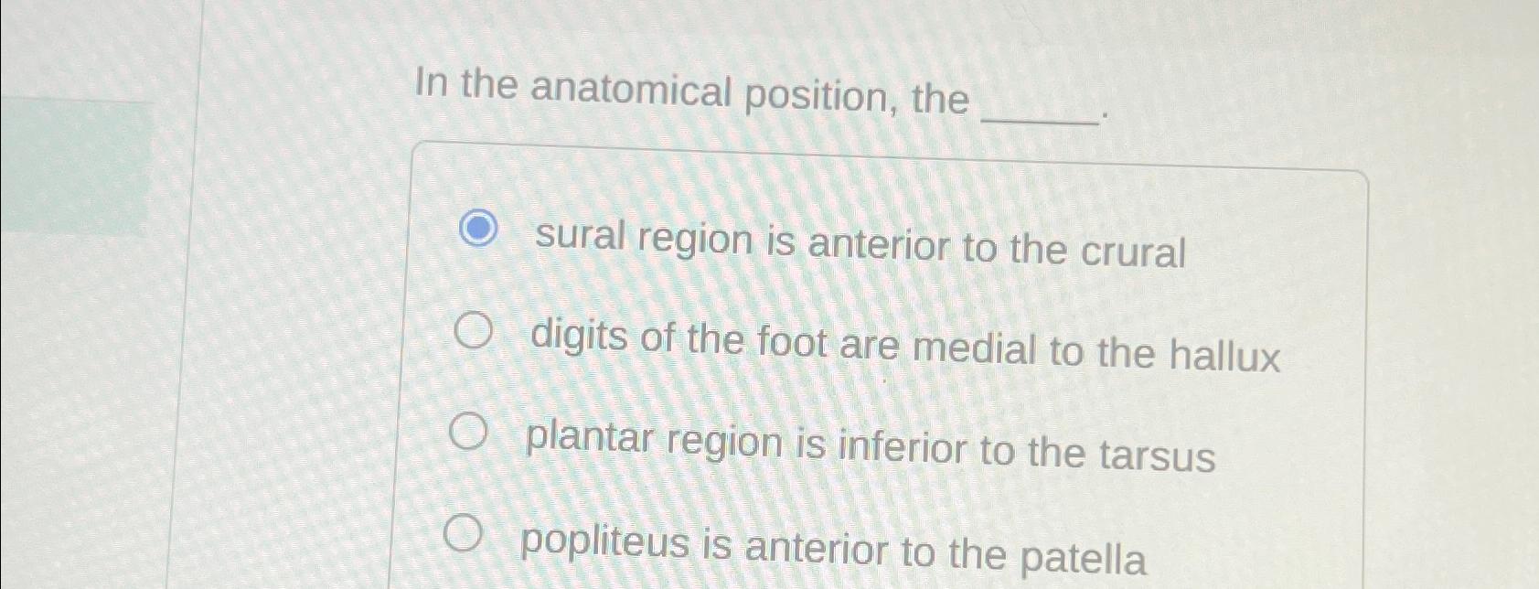 Solved In the anatomical position, thesural region is | Chegg.com
