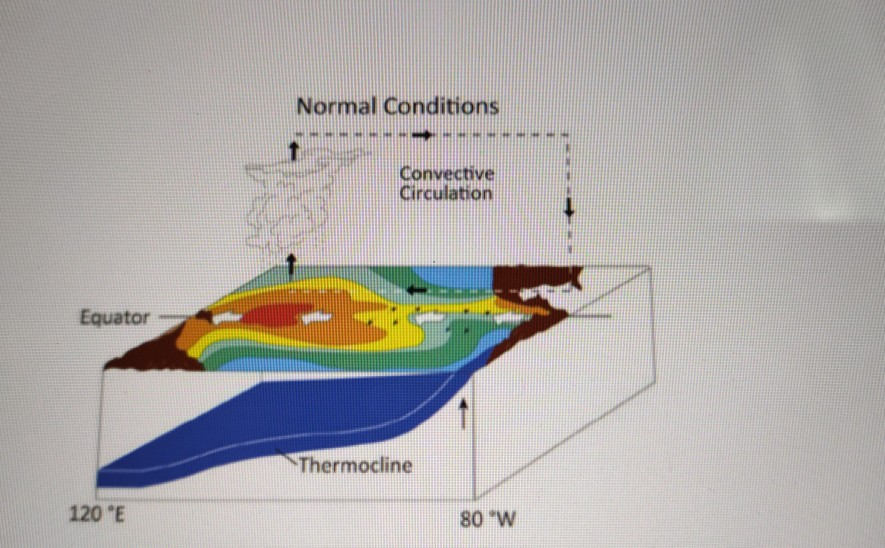 Solved Normal Conditions Convective Circulation Equator | Chegg.com