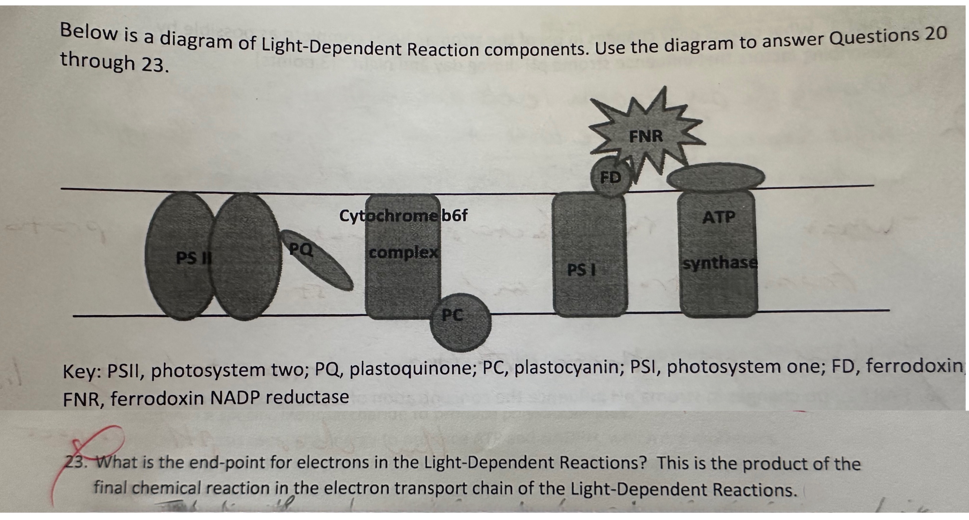 Solved Below is a diagram of Light-Dependent Reaction | Chegg.com