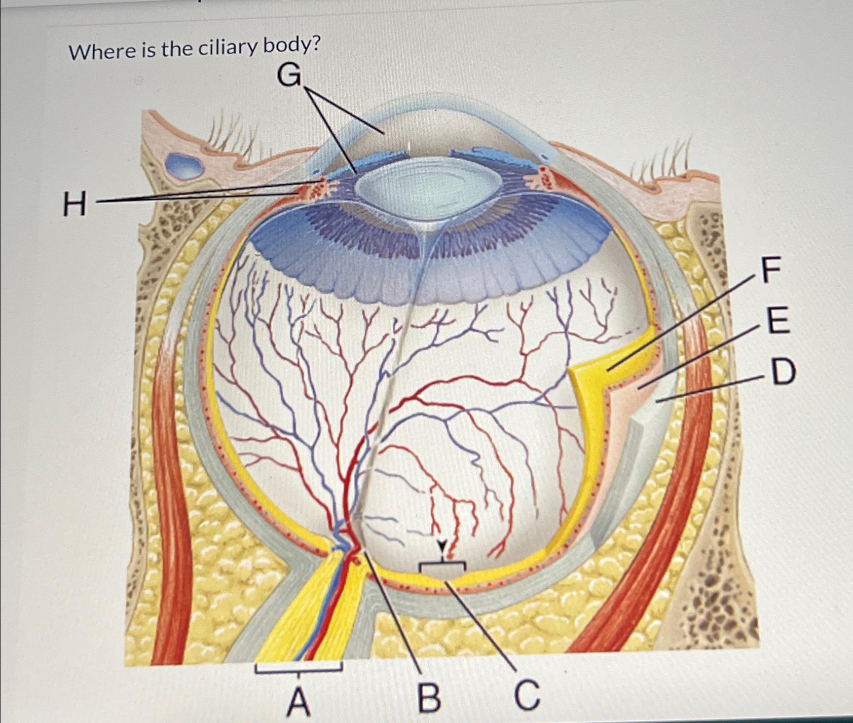 Solved Where is the ciliary body? | Chegg.com