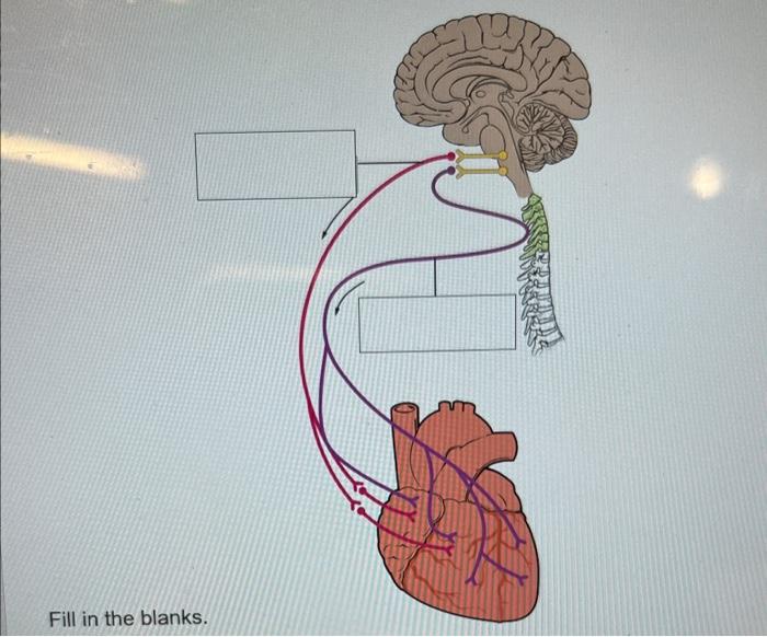 Solved Drag and drop the correct labels to the name each | Chegg.com