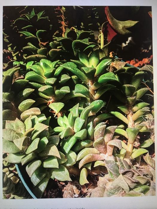 Solved Next to Sequoia Hall are the Sac State greenhouses. | Chegg.com