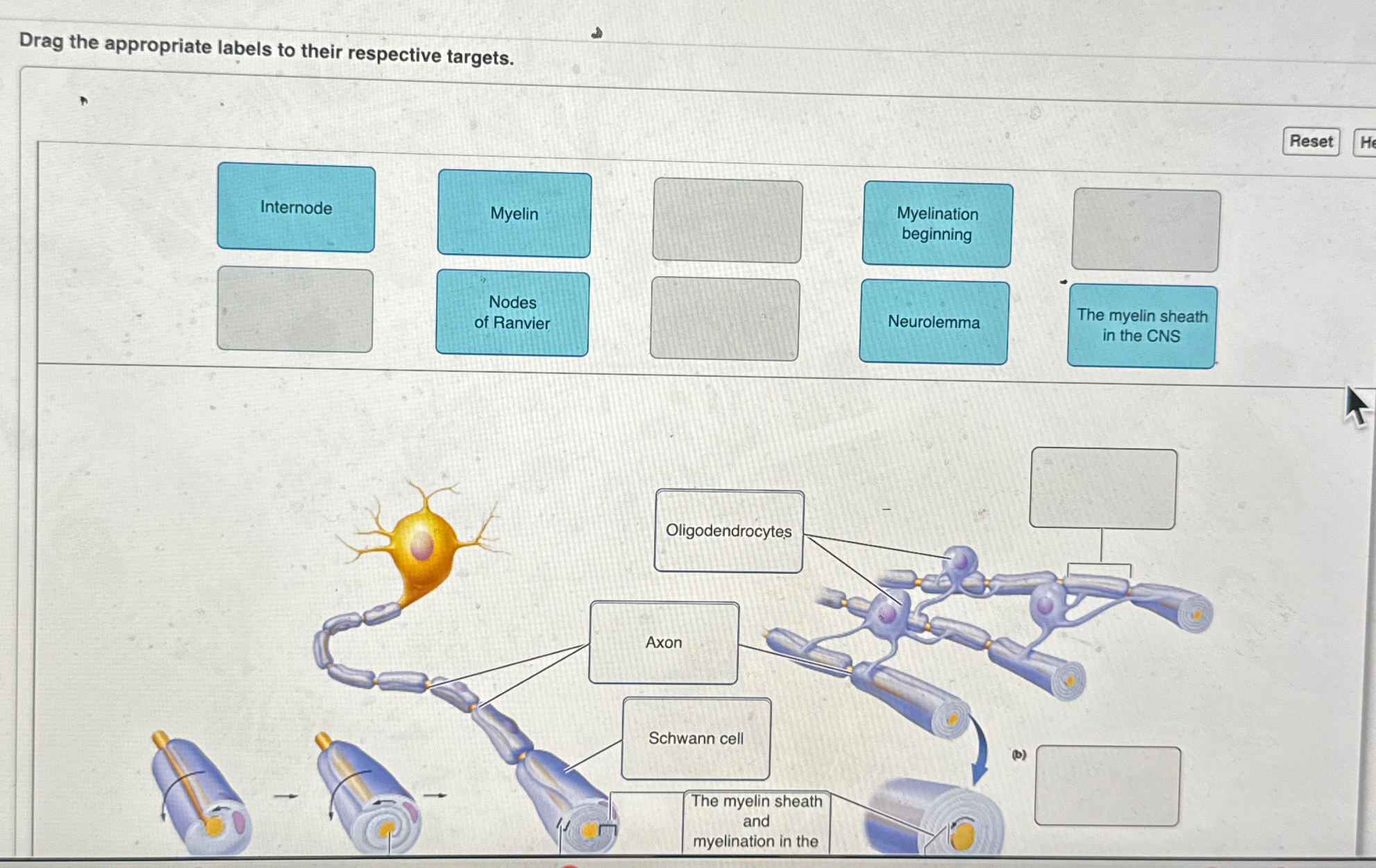 Solved Drag the appropriate labels to their respective | Chegg.com