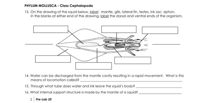 Solved PHYLUM MOLLUSCA-Class Cephalopoda 13. On the drawing | Chegg.com