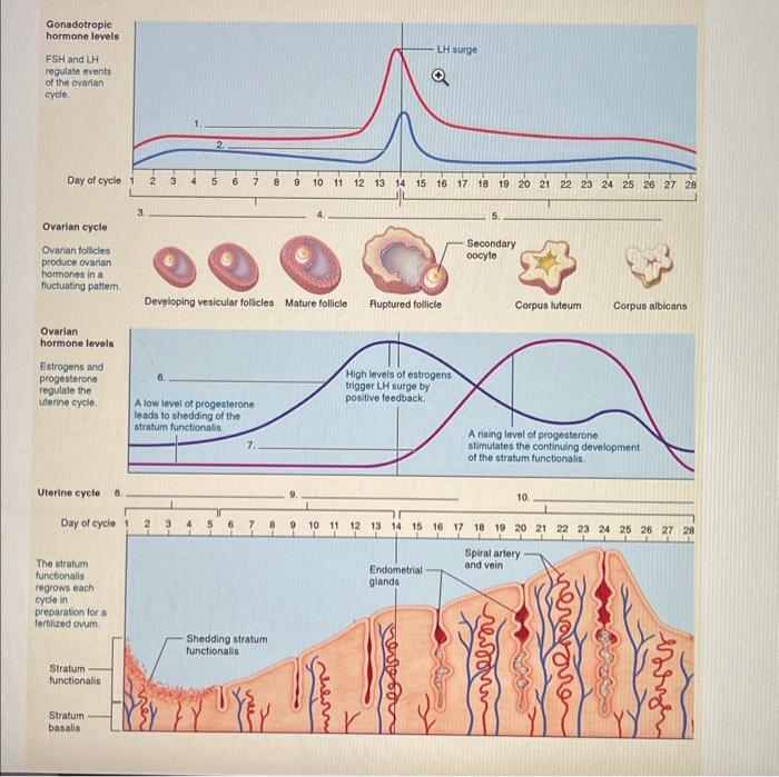 Solved Figure 26.13 Female reproductive system, models. (a) | Chegg.com