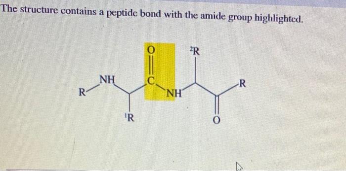 Solved The structure contains a peptide bond with the amide | Chegg.com