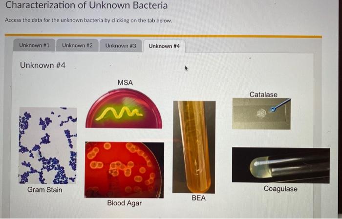 Solved Characterization of Unknown Bacteria Access the data | Chegg.com