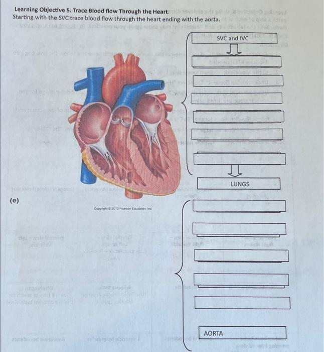 Solved Learning Objective 5. Trace Blood flow Through the | Chegg.com