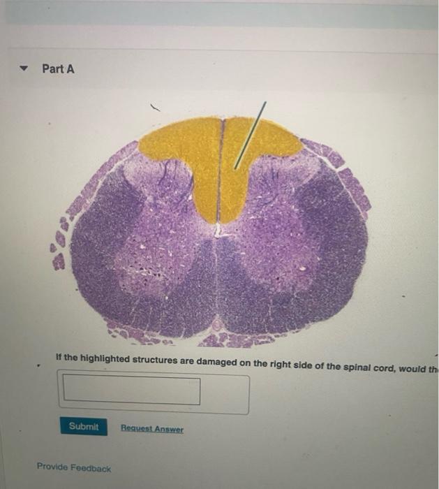 Solved v Part A Identify the highlighted structure. Submit | Chegg.com