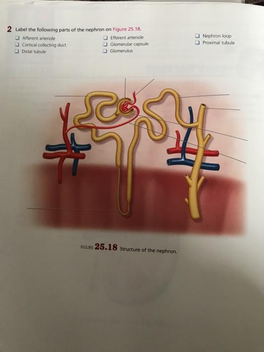 Solved Name Section Date UNIT 25 REVIEW Check Your Recall 1 | Chegg.com