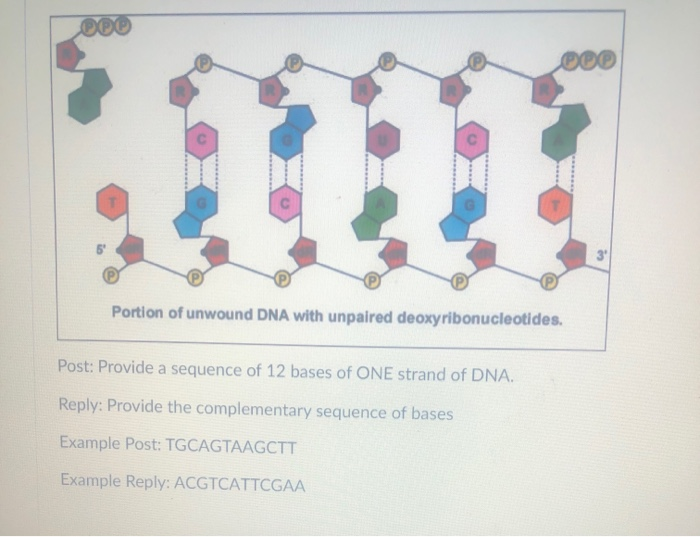 Solved DOO pee Portion of unwound DNA with unpaired | Chegg.com