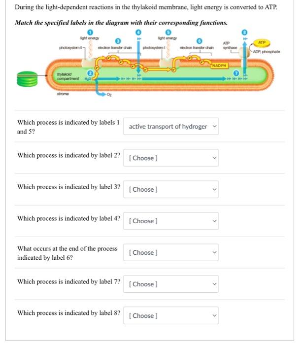 Solved During the light-dependent reactions in the thylakoid | Chegg.com