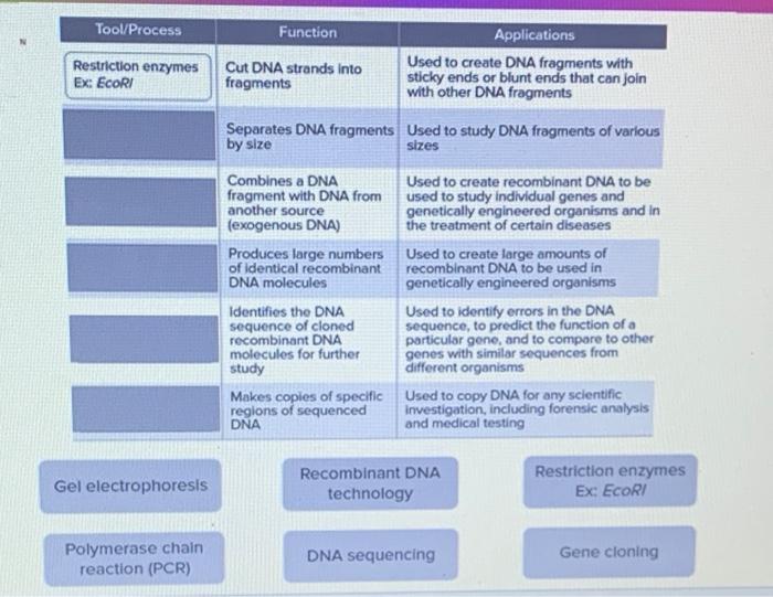 Solved Tool/Process Function Restriction enzymes Ex: EcoRI | Chegg.com