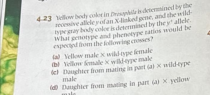 Solved 4.23 Yellow body color in Drosophila is determined by | Chegg.com