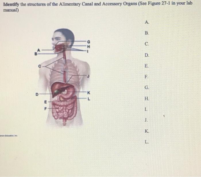 Solved Identify the structures of the Alimentary Canal and | Chegg.com