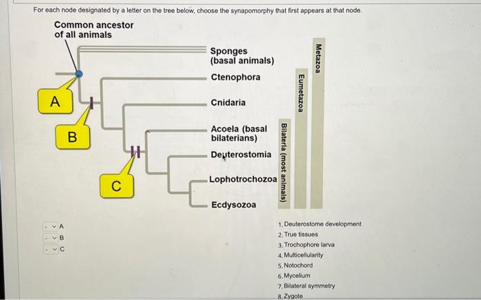 Solved 1. Douterostome development 2. True tissues 3. | Chegg.com